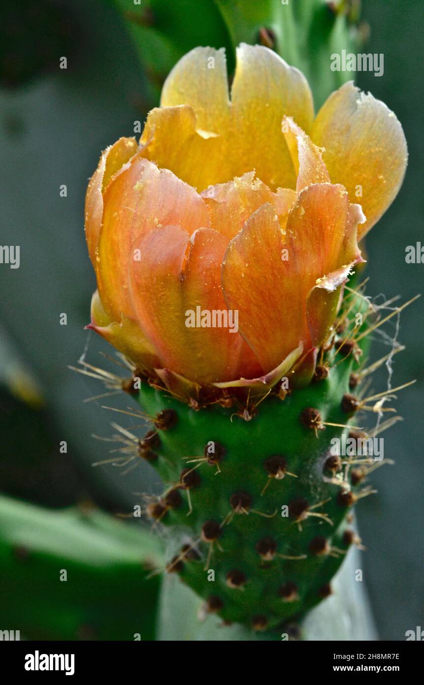 Cactus flower mexico hi-res stock photography and images - Alamy