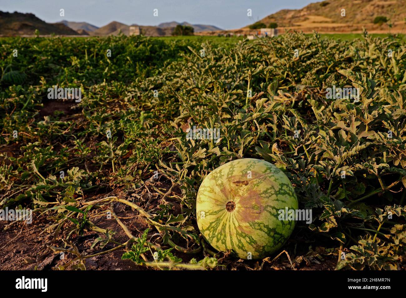Harvested field with watermelons (Citrullus (anguria) lanatus), lonely ...