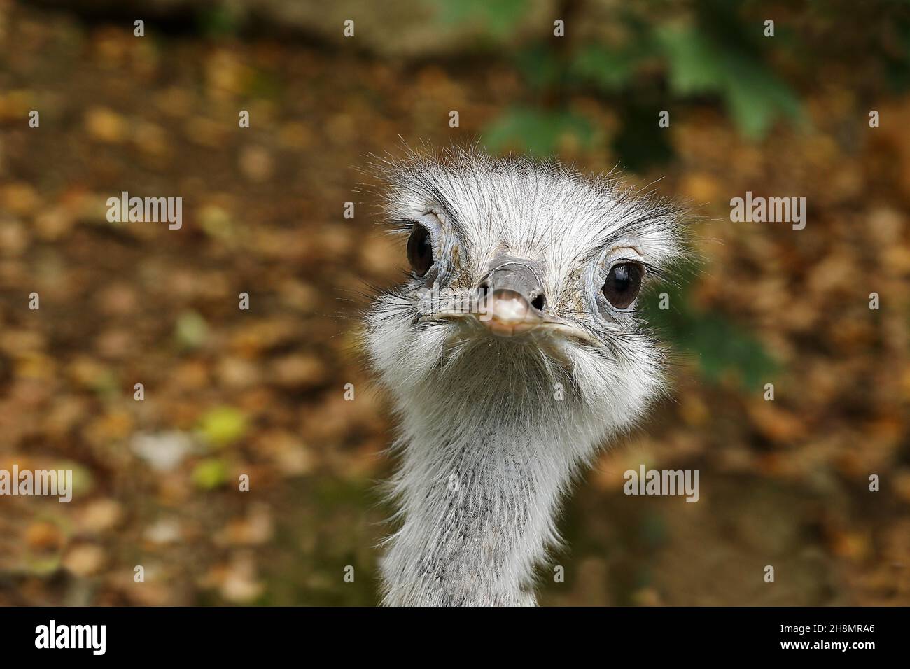 Greater rhea (Rhea americana), young bird, animal portrait, captive ...