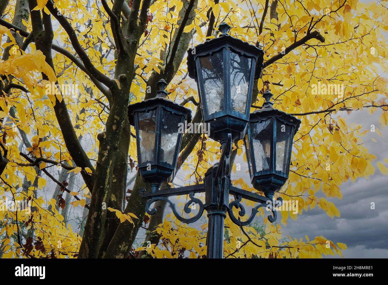 Old street lamp in front of deciduous tree in autumn, North Rhine ...