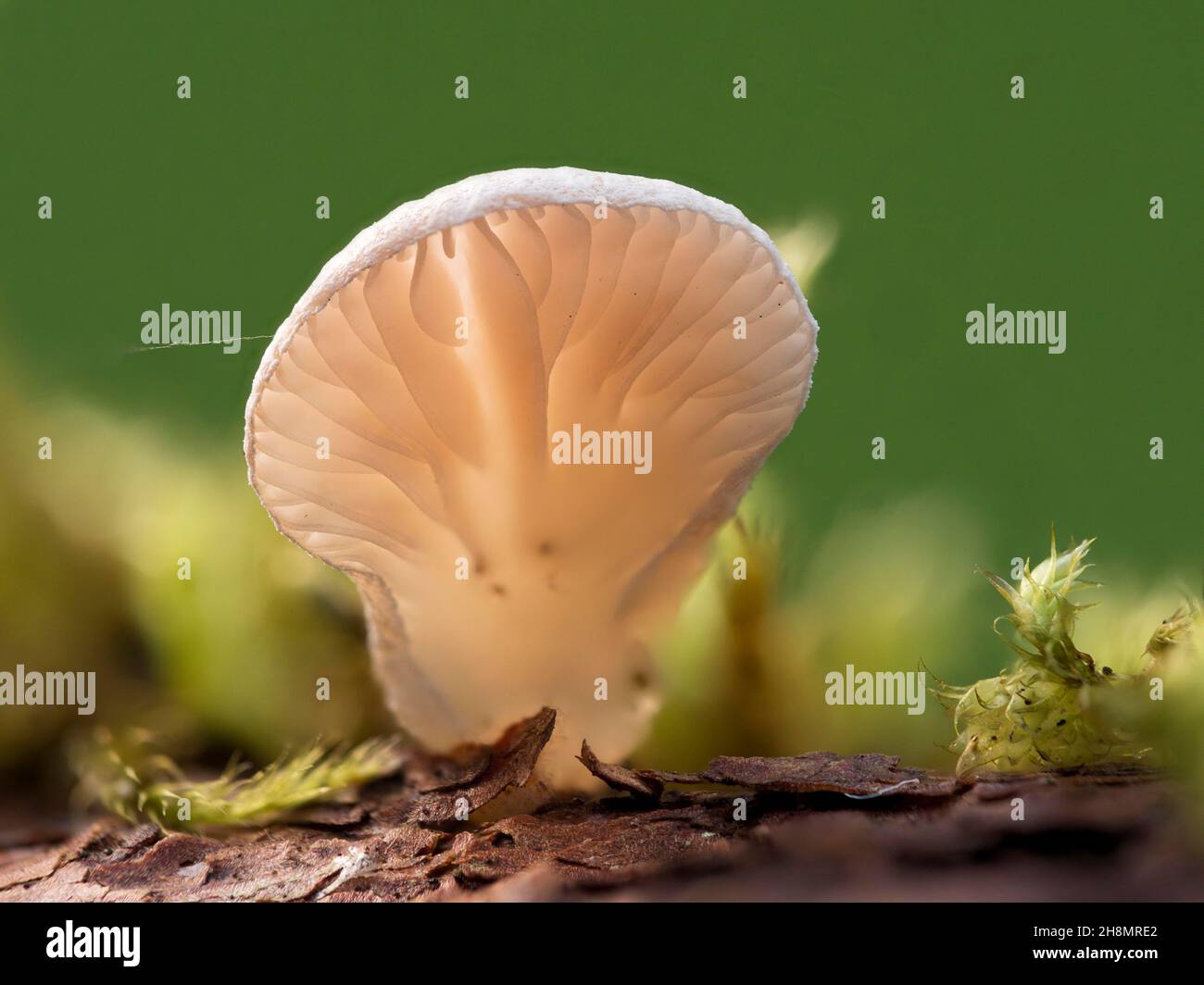 Common stump-foot (Crepidotus variabilis) growing on the deadwood of a ...