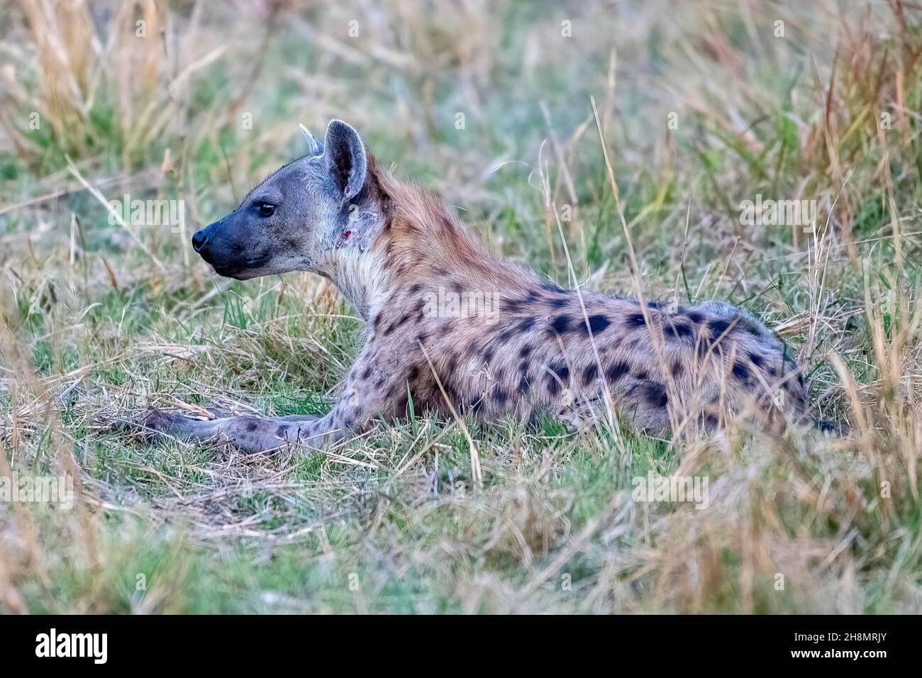 Spotted hyena (Crocuta crocuta), blue hour, dusk, injured animal ...