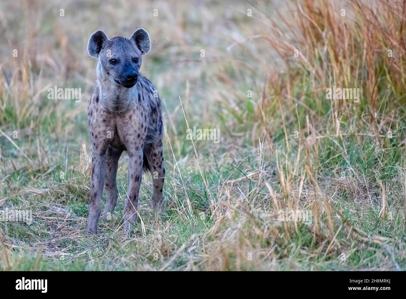 Spotted hyena (Crocuta crocuta), blue hour, dusk, Moremi Game Reserve ...