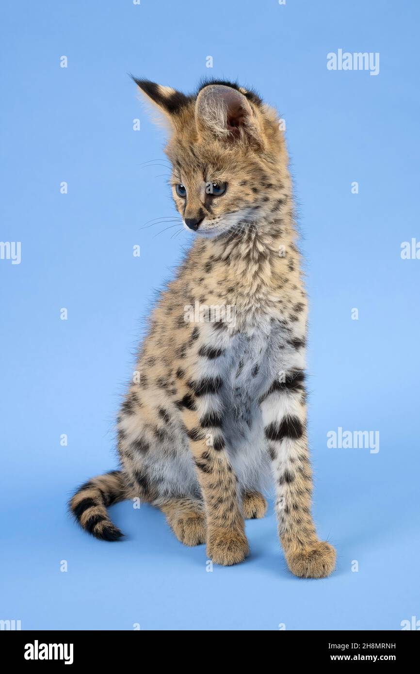 Serval (Leptailurus serval), juvenile, 9 weeks, captive, studio shot, Austria Stock Photo - Alamy