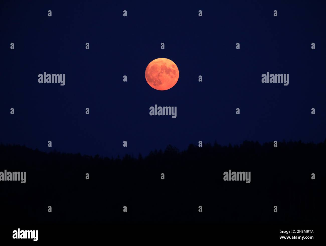 Reddish full moon over forest silhouette, Upper Bavaria, Bavaria, Germany Stock Photo - Alamy