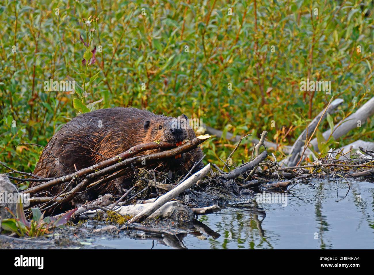 Canada north american beaver (Castor canadensis) on a dam, dragging ...