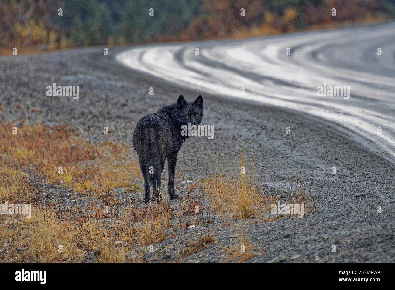 Gray wolf (Canis lupus), black fur, standing at the edge of Denali Park ...