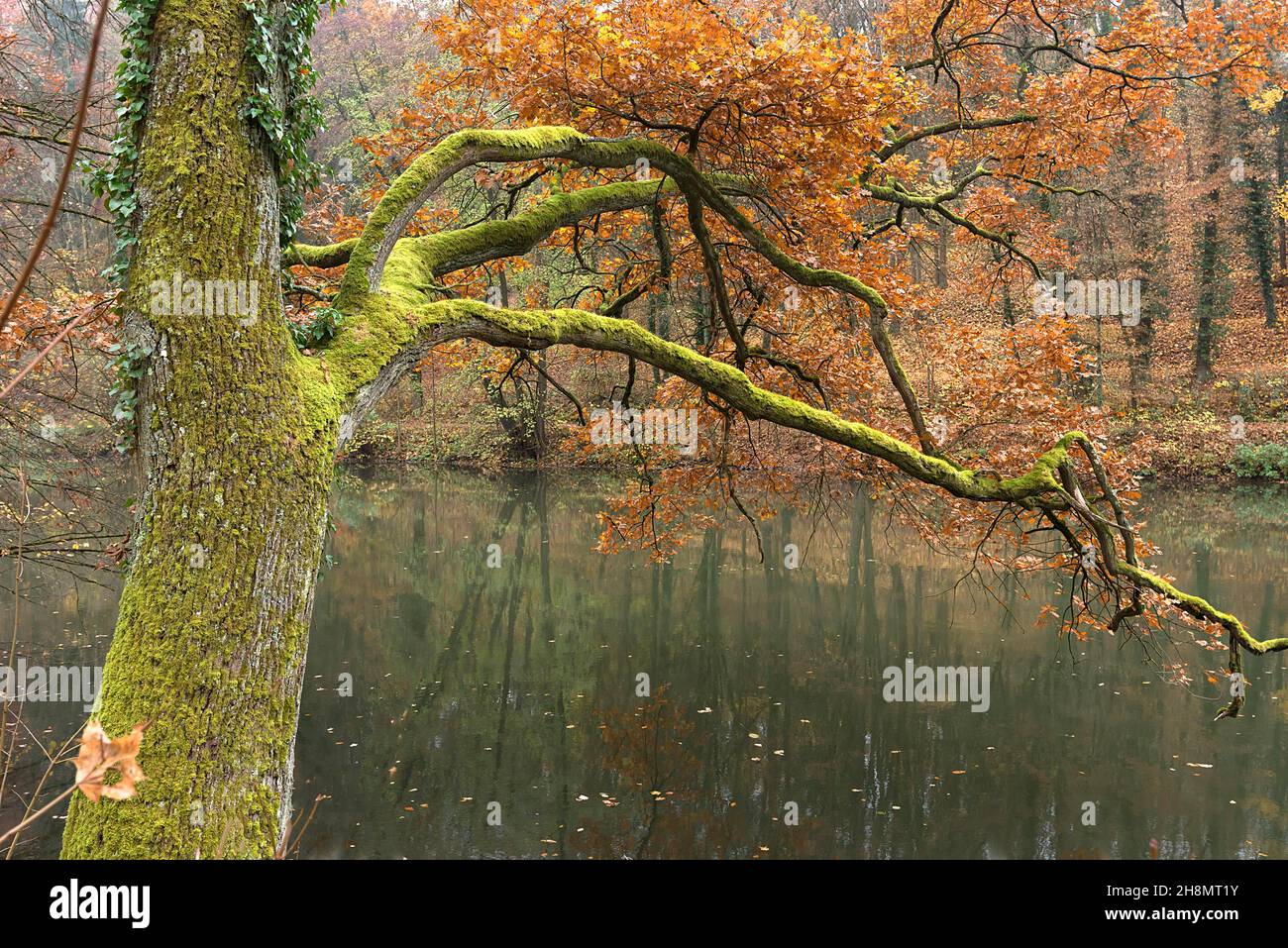 Autumn beech tree (Fugus) by the river, Bavaria, Germany Stock Photo ...