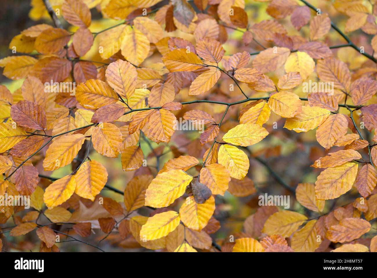 Autumn beech (Fagus) twigs, Bavaria, Germany Stock Photo - Alamy