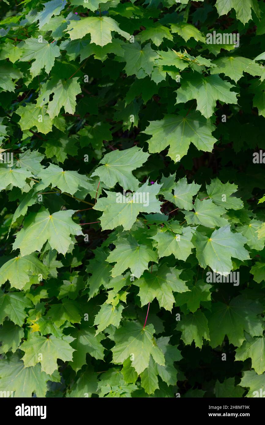 Pointed maple leaves (Acer platanoides) Baden-Wuerttemberg, Germany ...