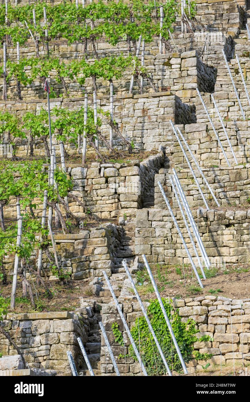 Vineyard stairs, dry stone walls, sandstone walls in vineyard, Baden ...