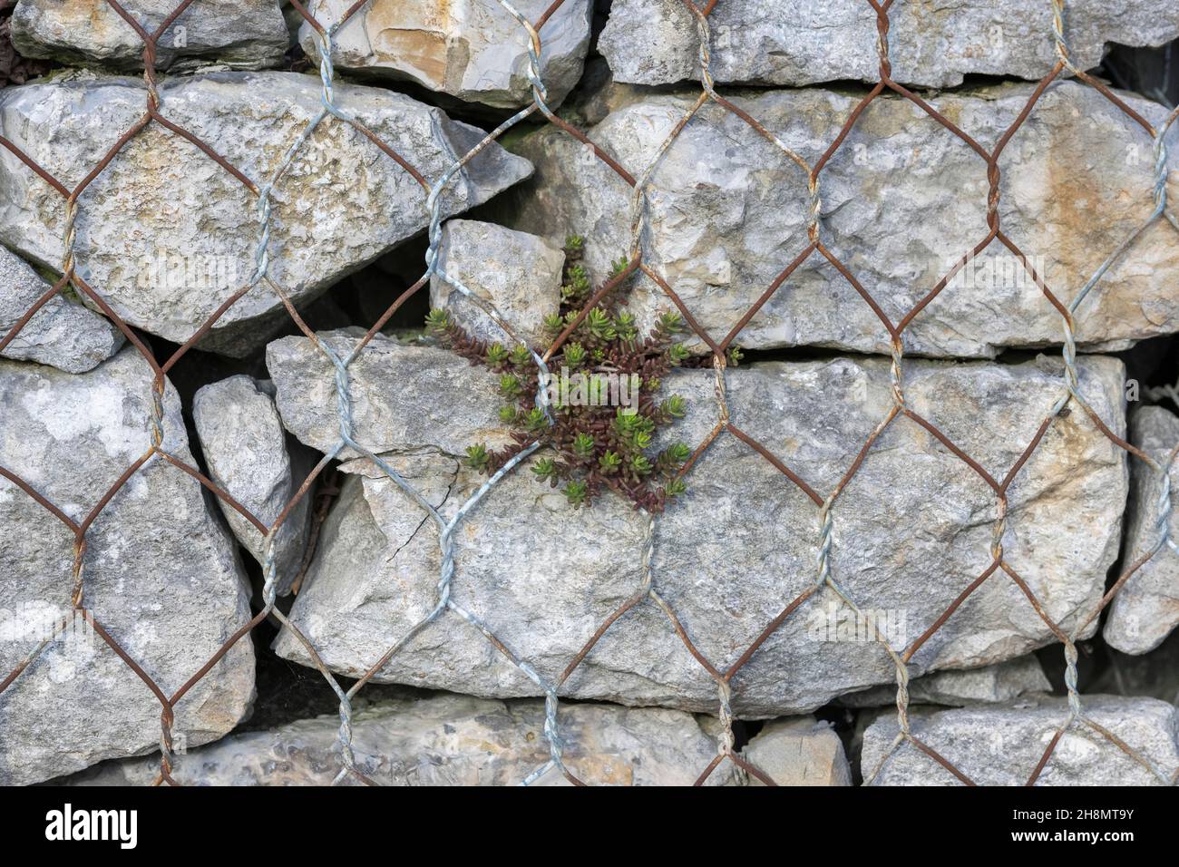 Gabion filled with shell limestone, wire mesh, detail Stock Photo - Alamy