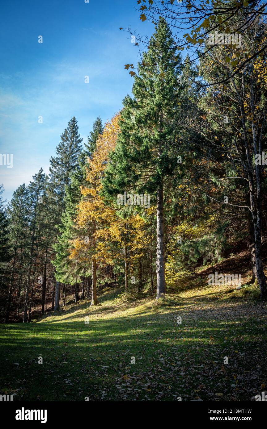 Road passing through fir trees Stock Photo - Alamy