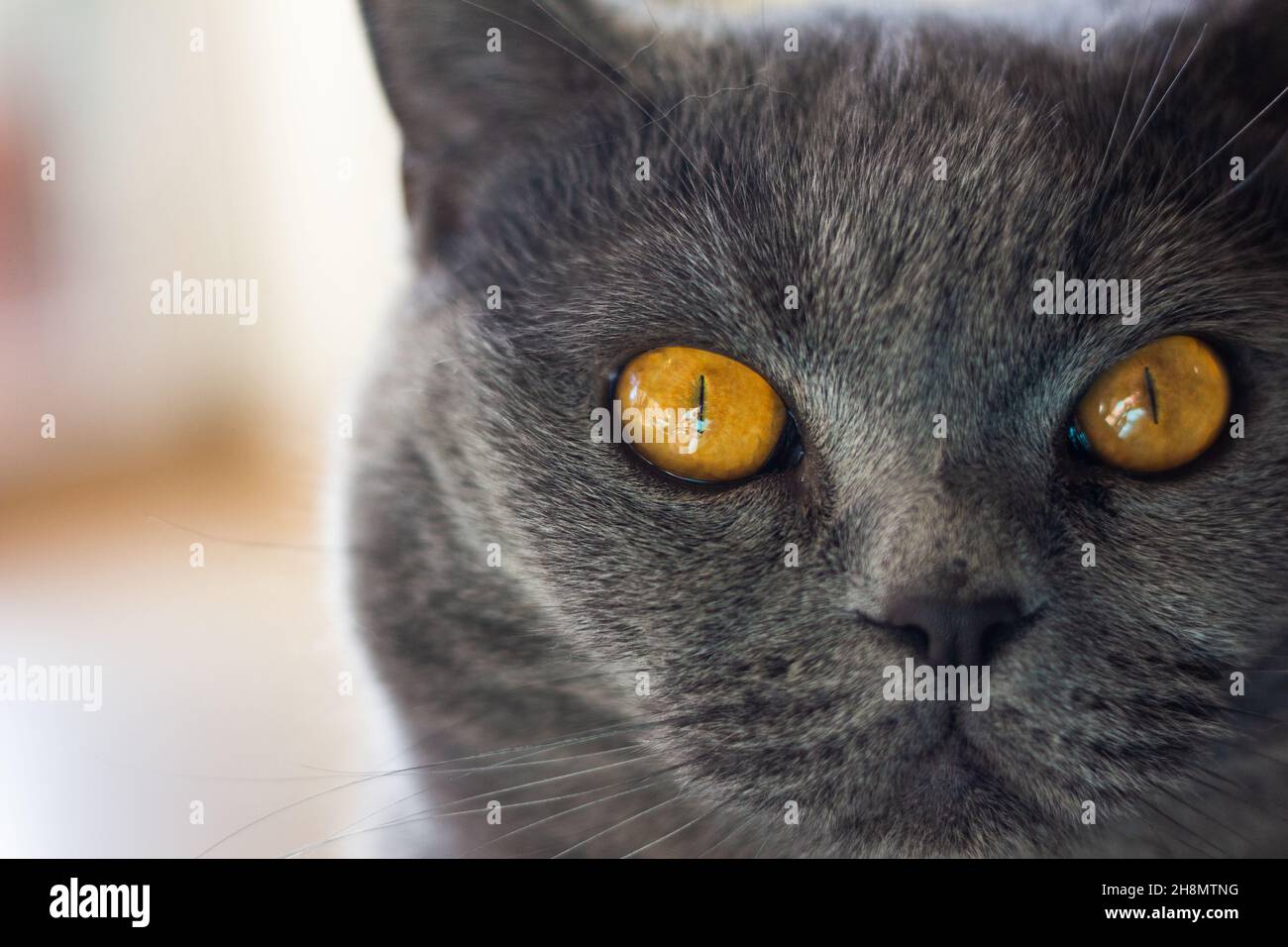 Closeup of gray cat hi-res stock photography and images - Alamy