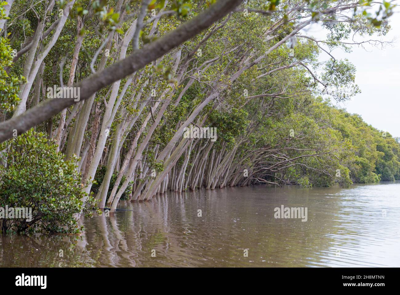 Grey Mangrove trees (Avicennia marina variety australasica) at high ...