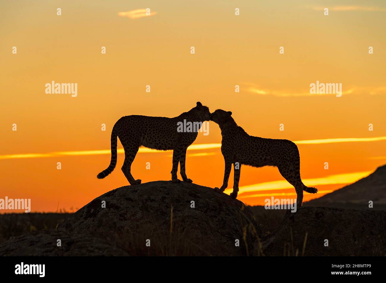 Cheetah (Acinonyx jubatus), captive, kissing on rock in sunset, private ...