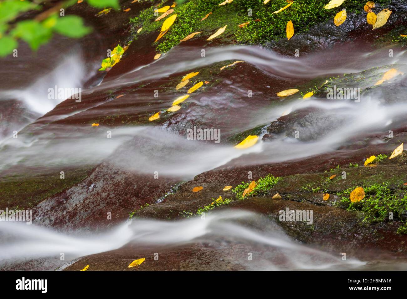 Yellow birch leaves in a stream, Hesse Stock Photo - Alamy