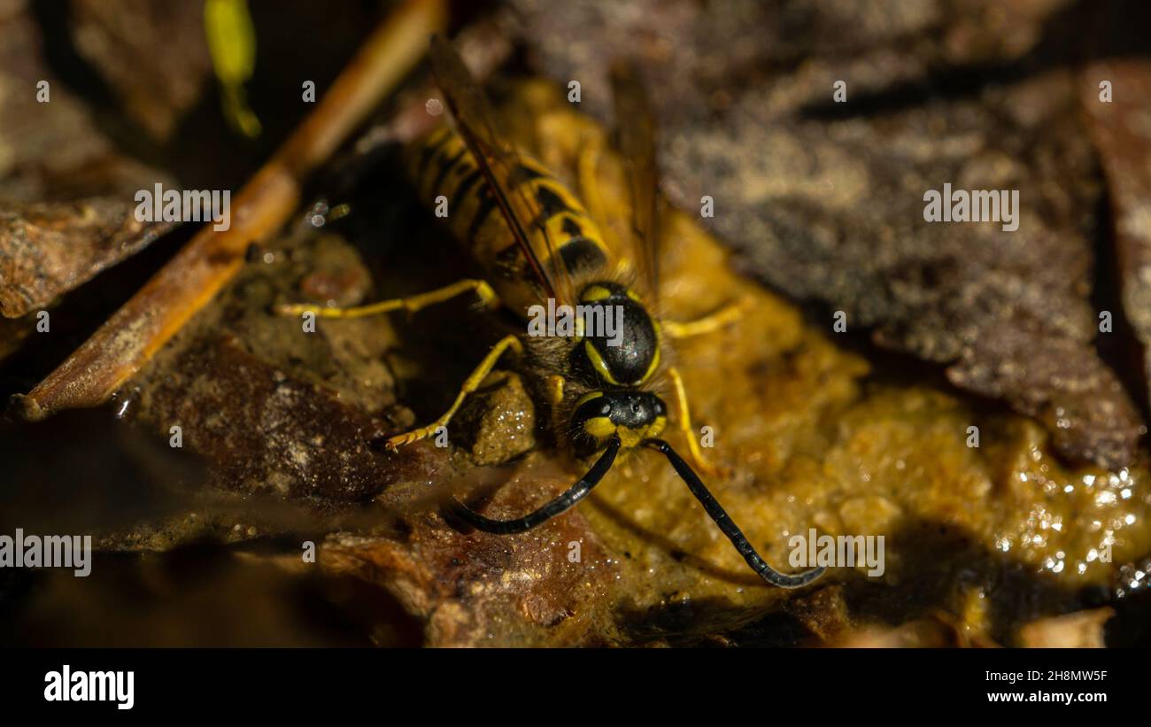 Closeup shot of a wasp drinking water in a forest Stock Photo - Alamy