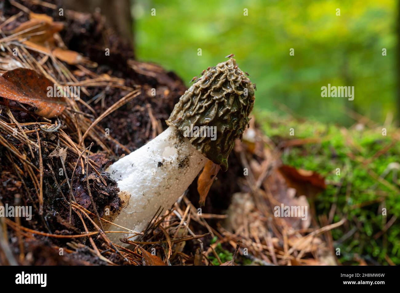 Common stinkhorn (Phallus impudicus), Mecklenburg-Western Pomerania Stock Photo - Alamy