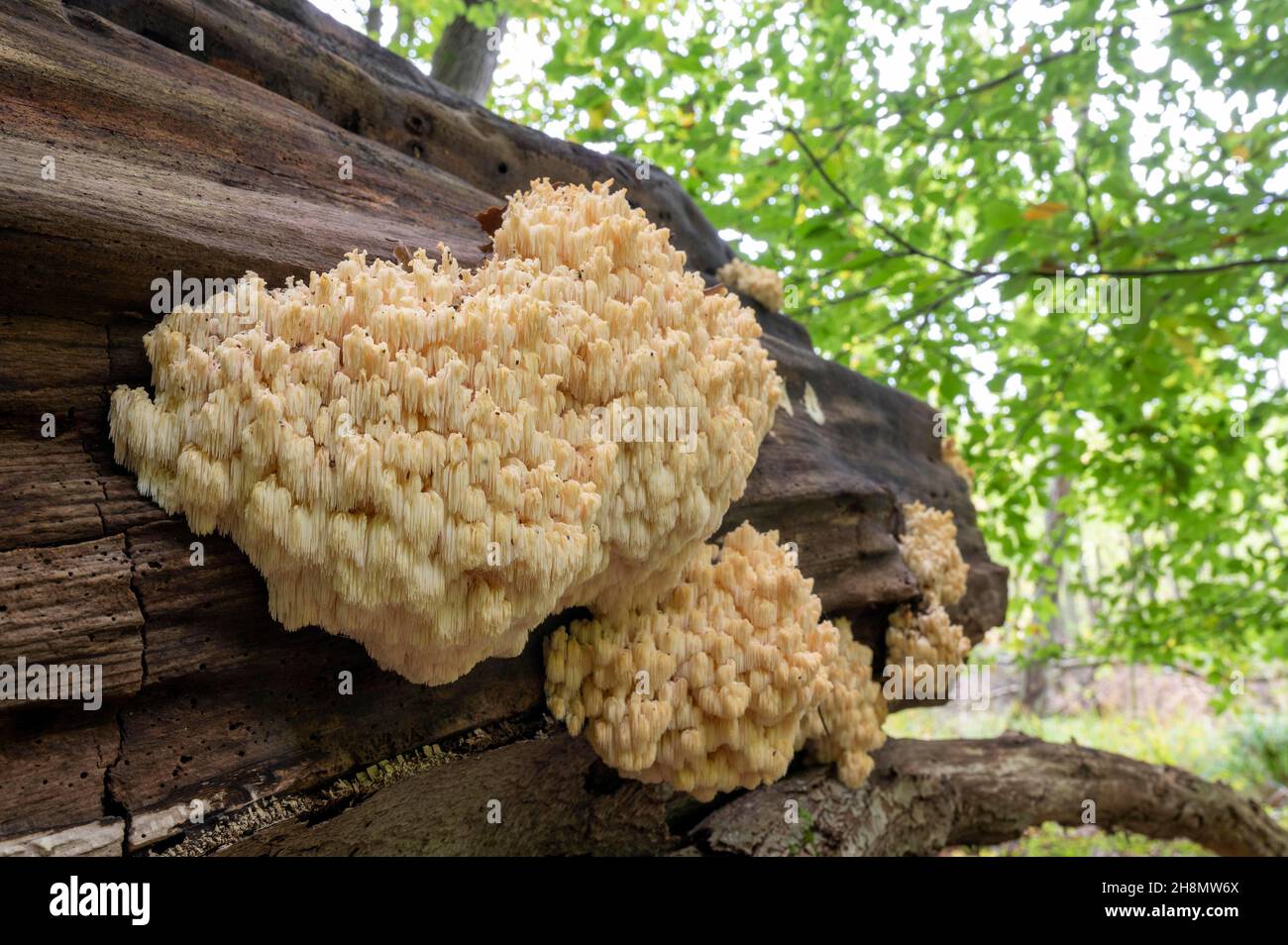 Bear's head (Hericium coralloides), fungus on rotten beech, Hesse Stock ...