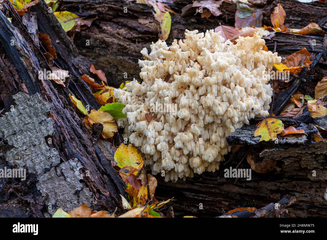 Bear's head (Hericium coralloides), Hesse Stock Photo - Alamy