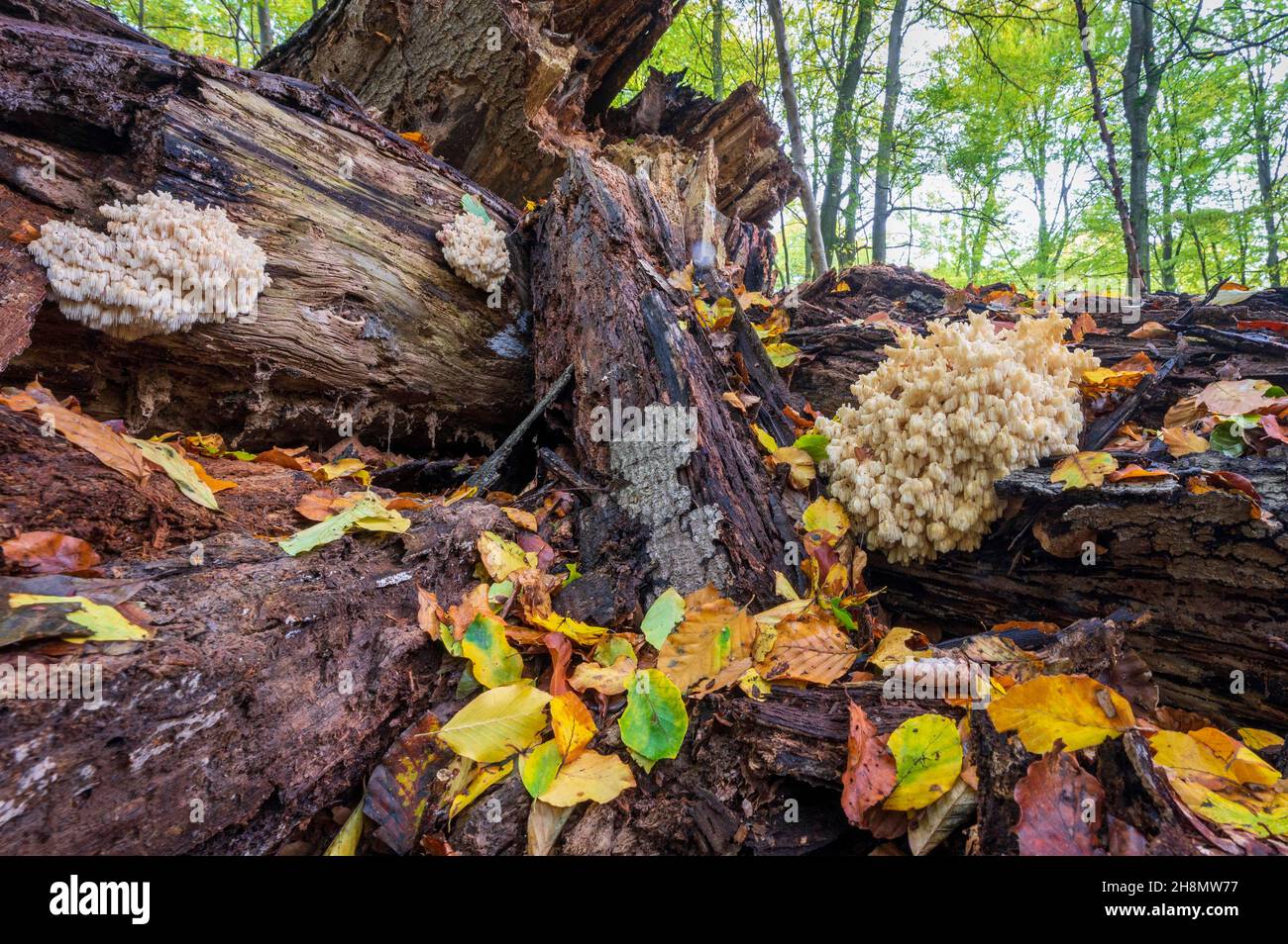 Bear's head (Hericium coralloides), Hesse Stock Photo - Alamy