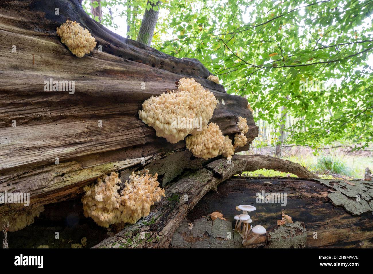 Bears head fungus hi-res stock photography and images - Alamy