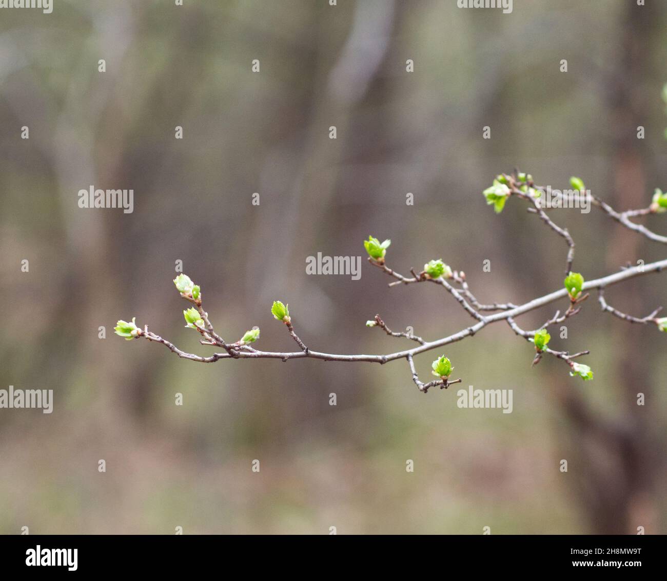 Flowering tree by the bike path Stock Photo - Alamy