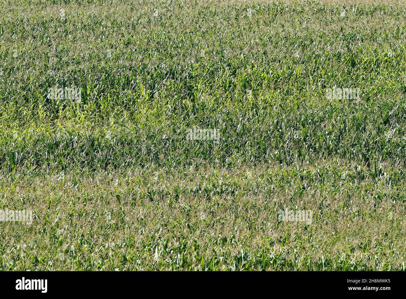 daytime view of corn crop - agriculture concept Stock Photo - Alamy