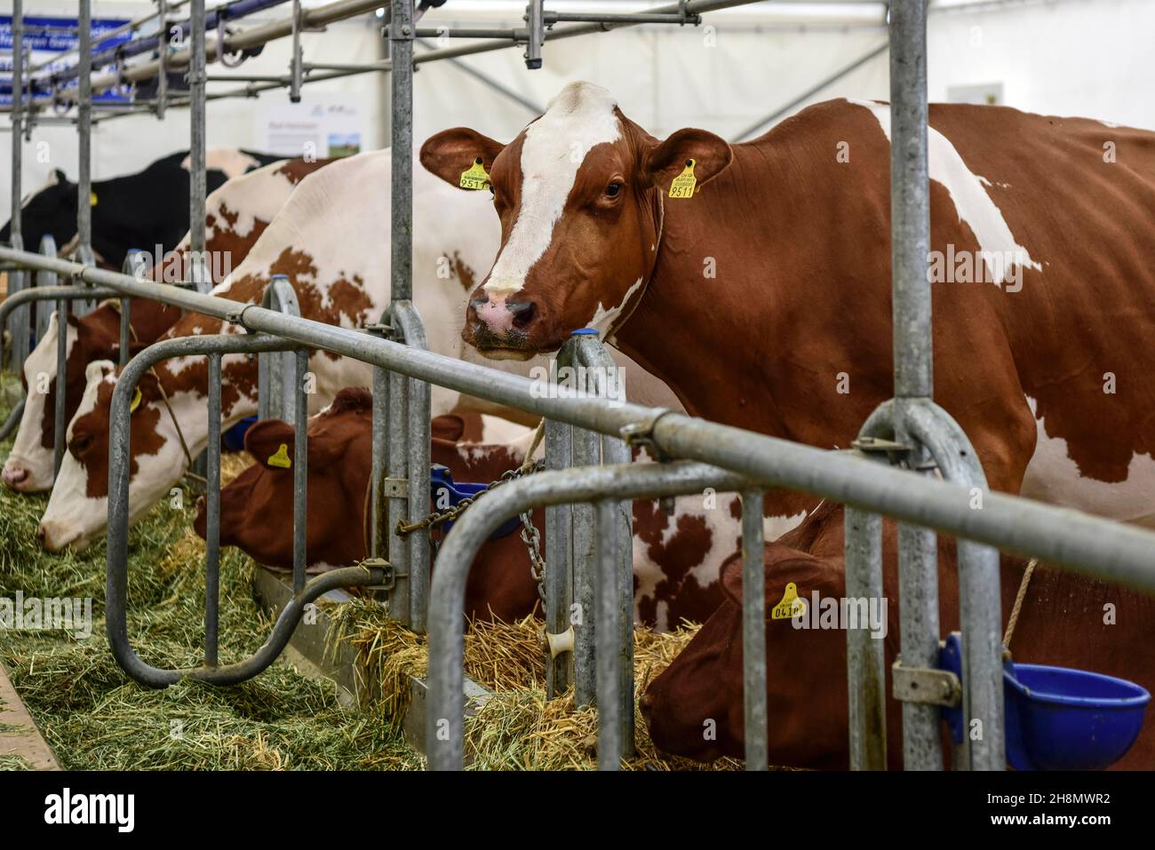 Cows and red barn hi-res stock photography and images - Alamy
