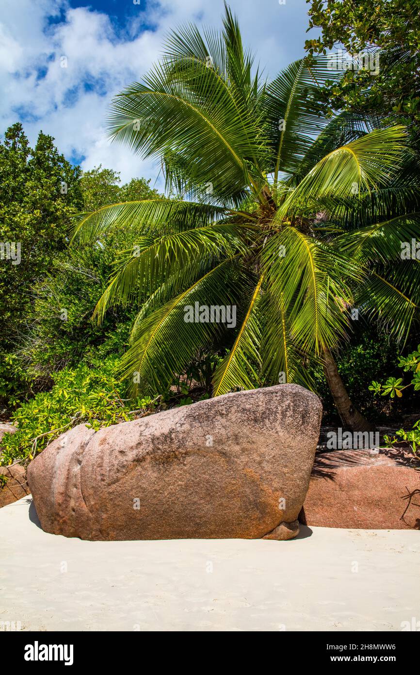 Granite rock palm trees seychelles hi-res stock photography and images ...