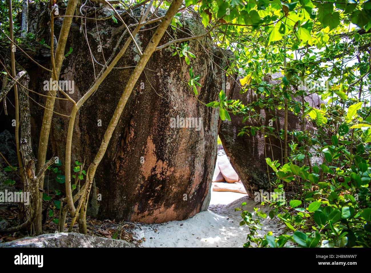 Granite rock palm trees seychelles hi-res stock photography and images ...