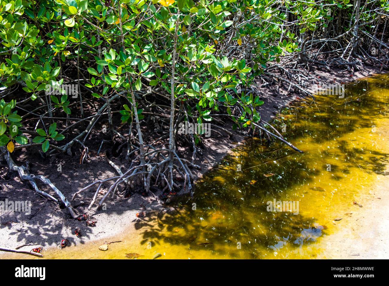 Mangroves crab hi-res stock photography and images - Alamy