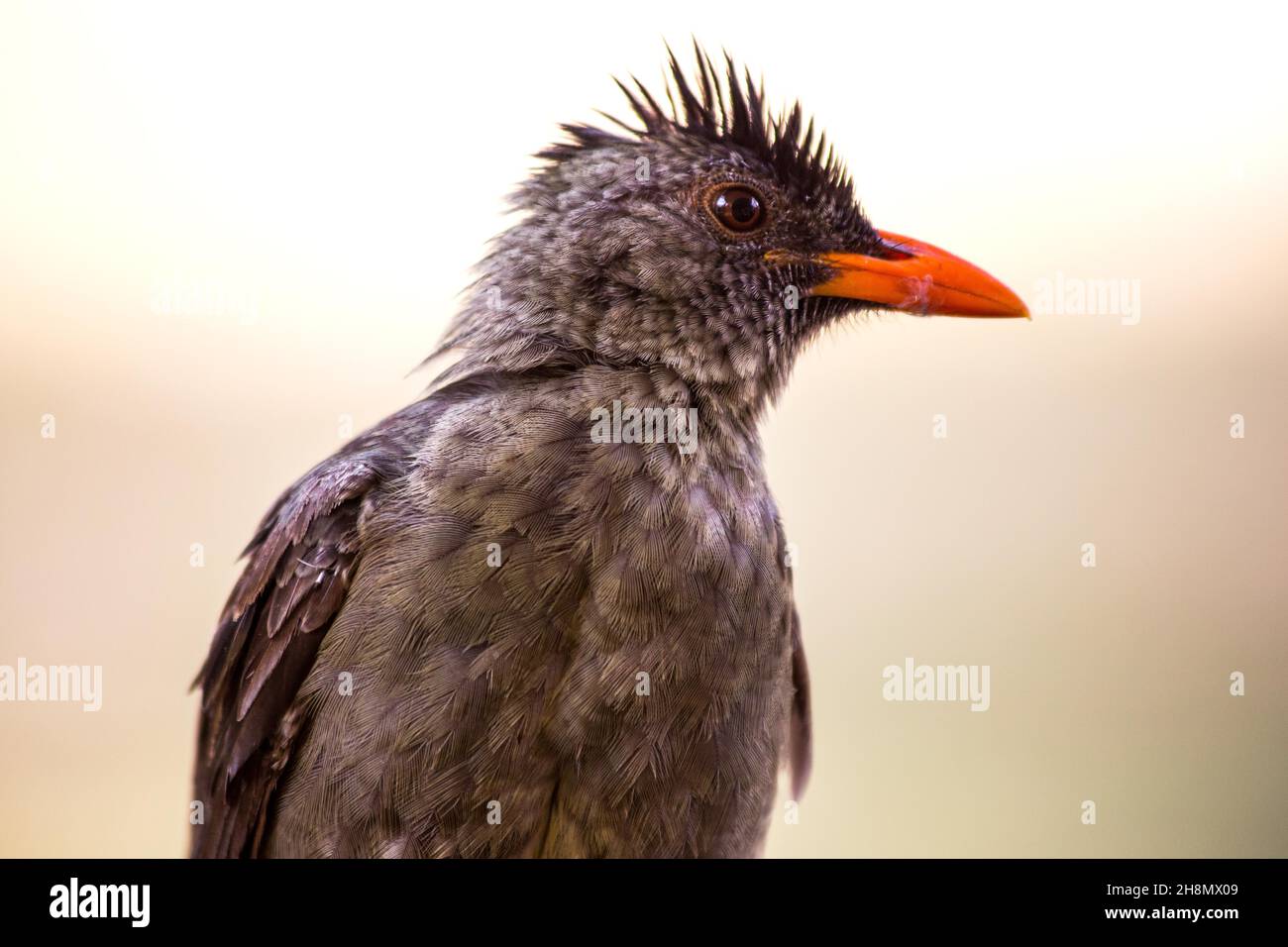 Indian bulbul hi-res stock photography and images - Alamy