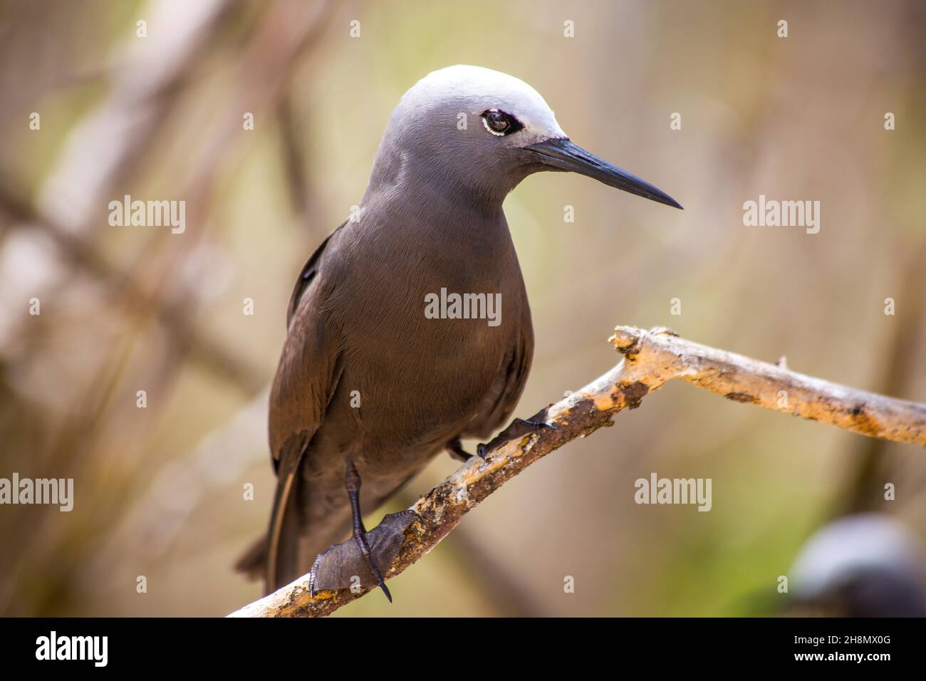 Noddi hi-res stock photography and images - Alamy