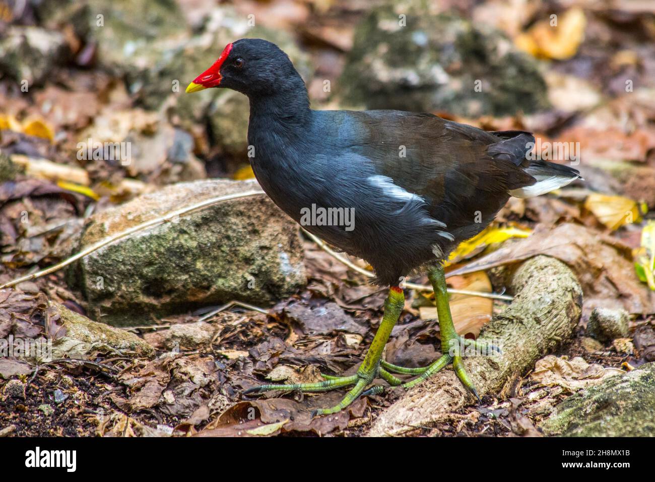Moorhen, Common moorhen (Gallinula chloropus), Common eastern woolly ...