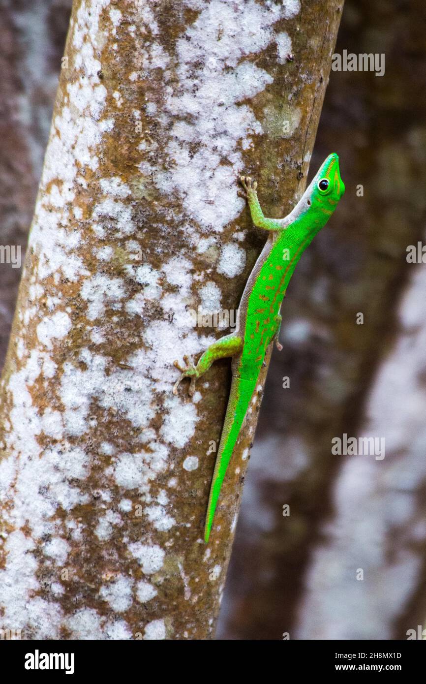 Seychelles giant day gecko (Phelsuma sundbergi sundbergi), Seychelles ...