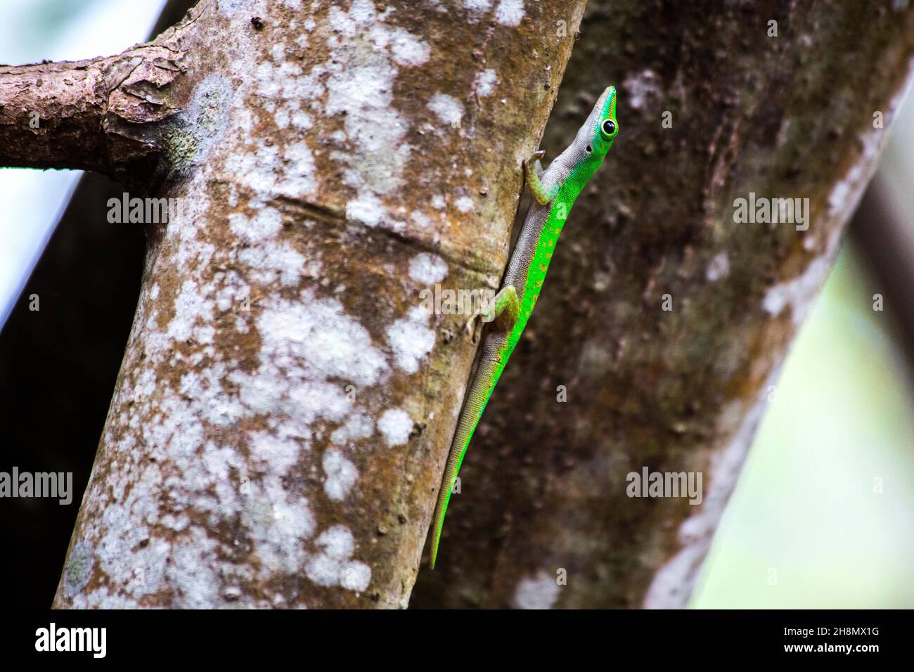 Seychelles giant day gecko (Phelsuma sundbergi sundbergi), Seychelles ...