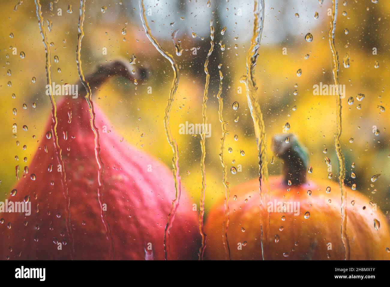 Rain at autumn. Raindrops on window. Defocused pumpkins as background ...