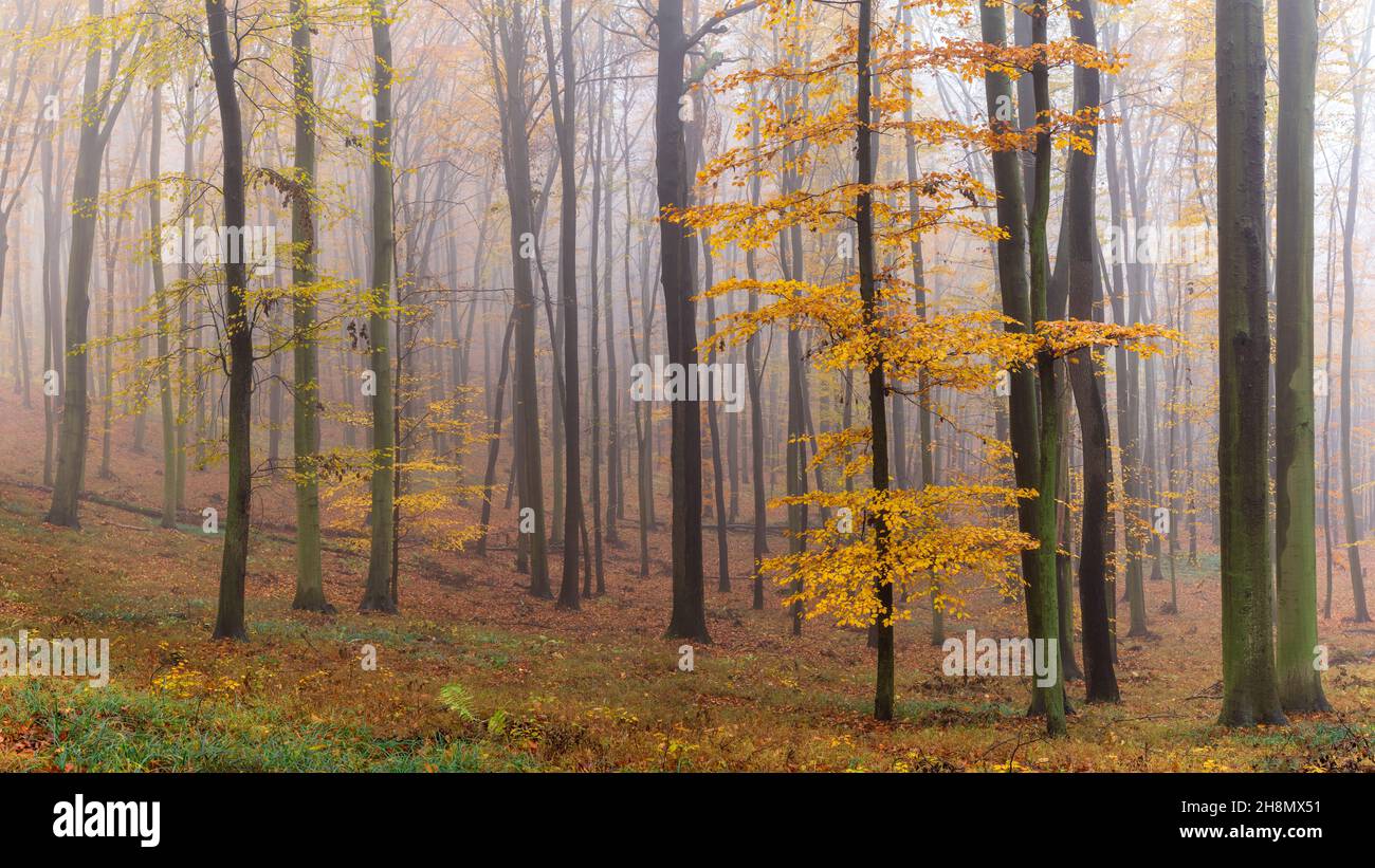 Autumn misty woodland. Panoramic view of deciduous forest with morning fog in fall season ...