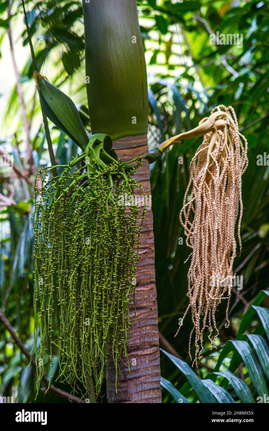Fruits and flowers, Deckenia nobilis, Palmiste, Fond Ferdinand Nature ...