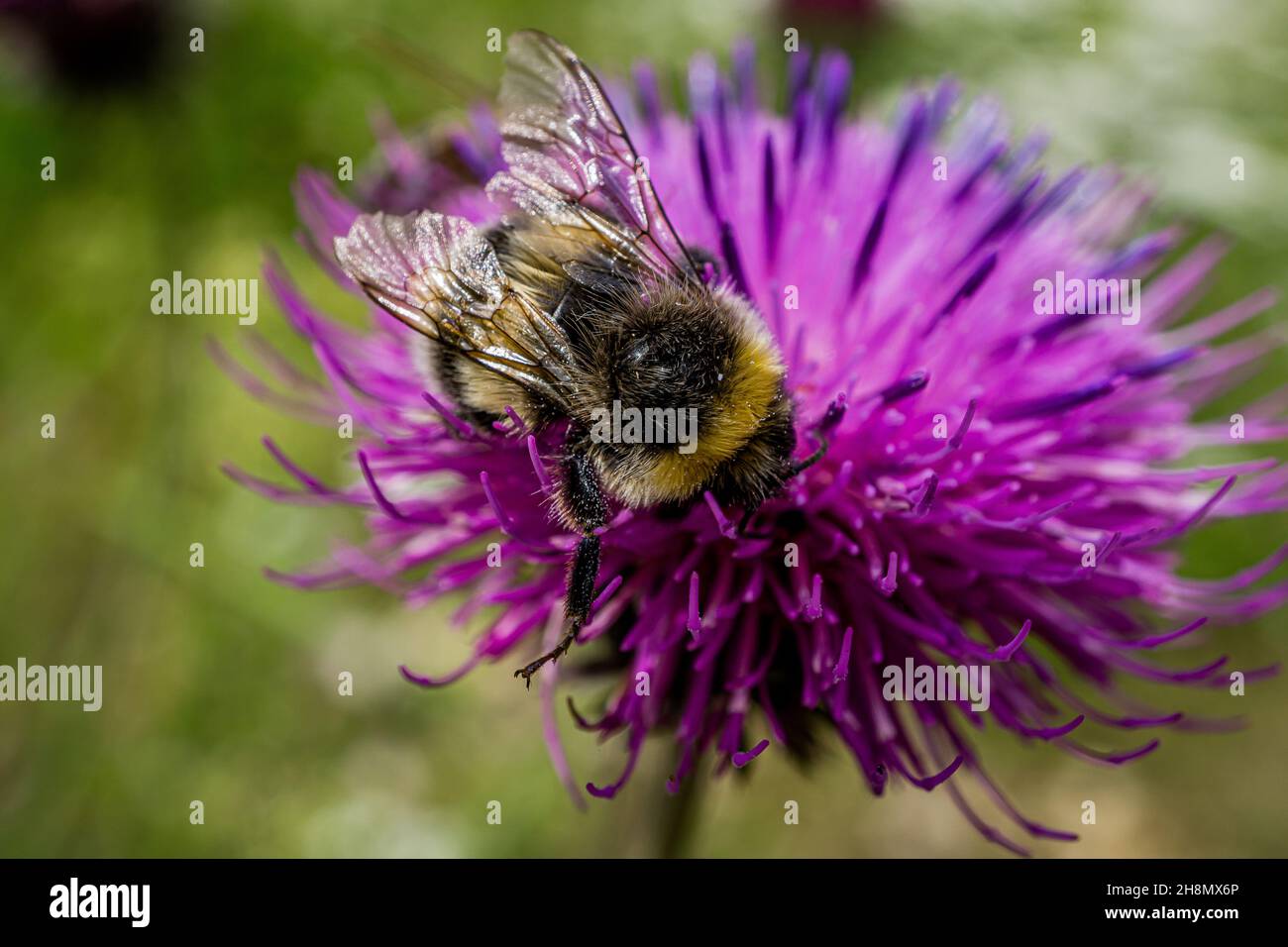 Closeup shot of some bees on a thistle flower in a garden Stock Photo ...