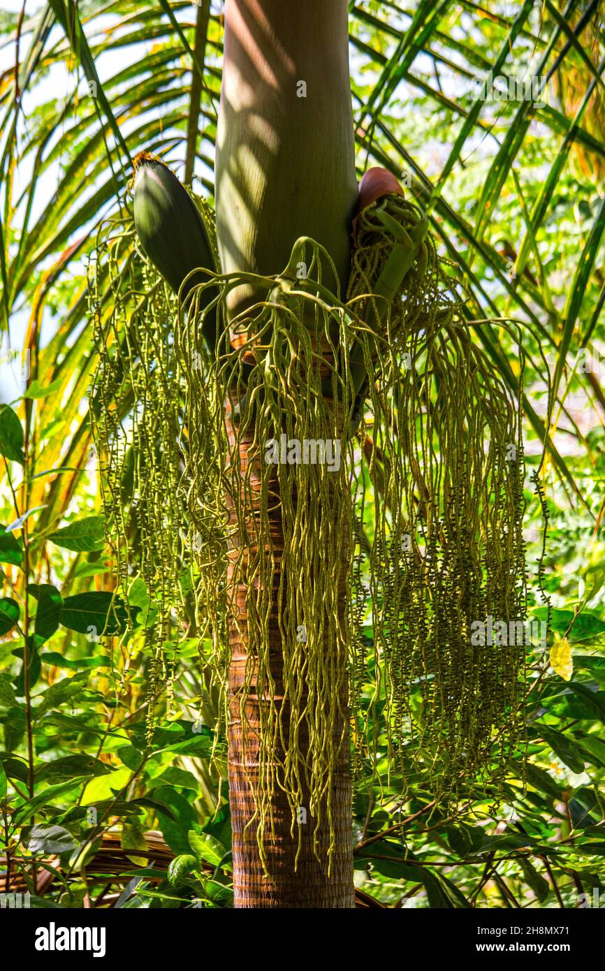 Fruits and flowers, Deckenia nobilis, Palmiste, Fond Ferdinand Nature ...