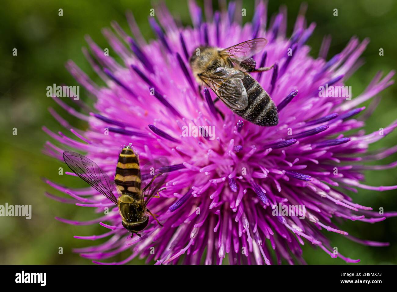 Closeup shot of some bees on a thistle flower in a garden Stock Photo ...