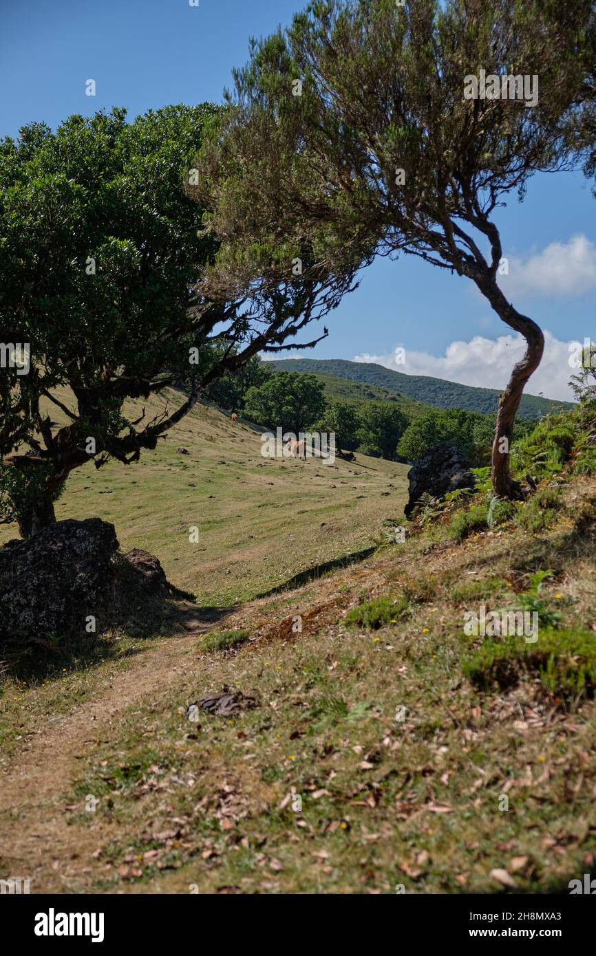 Fanal forest, Madeira Island, Portugal Stock Photo - Alamy