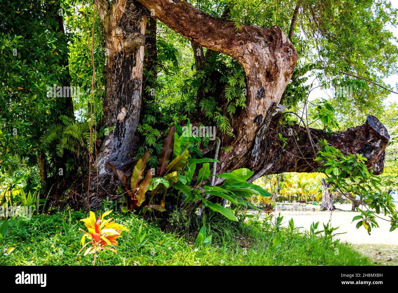Ancient trees, L'Union Estate, Granite Island, La Digue, Seychelles, La ...