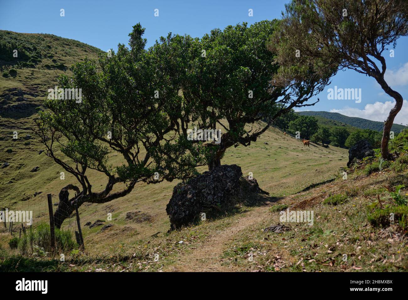Fanal forest, Madeira Island, Portugal Stock Photo - Alamy