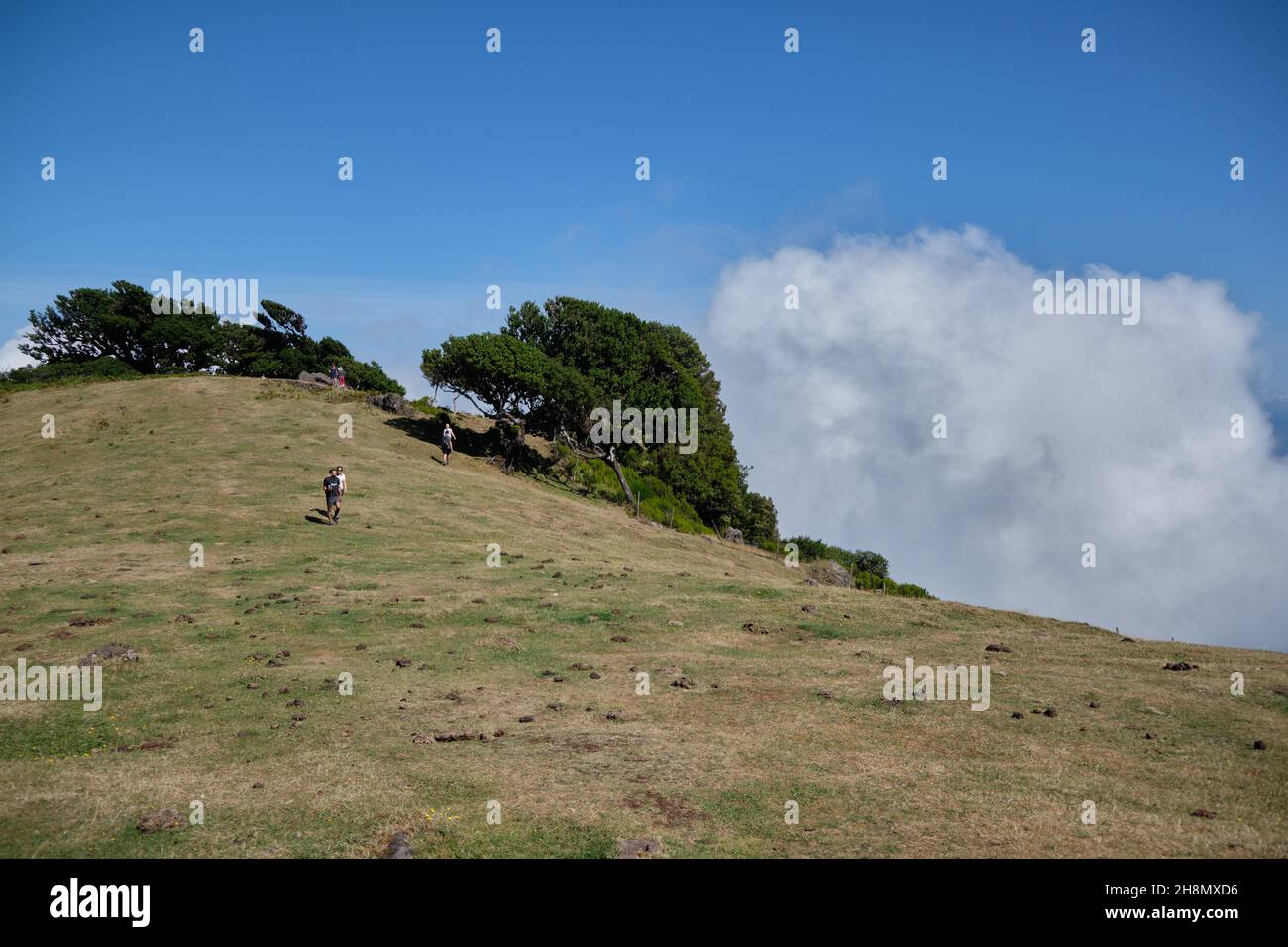 Fanal forest, Madeira Island, Portugal Stock Photo - Alamy