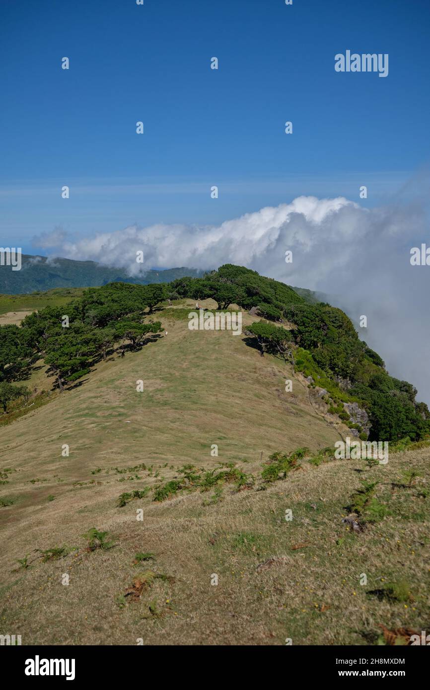 Fanal forest, Madeira Island, Portugal Stock Photo - Alamy