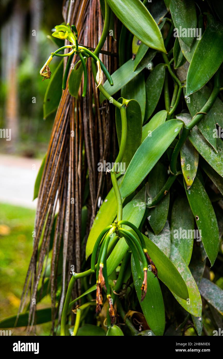 Vanilla Plantation, Vanilla, flat-leaved vanilla (Vanilla planifolia ...